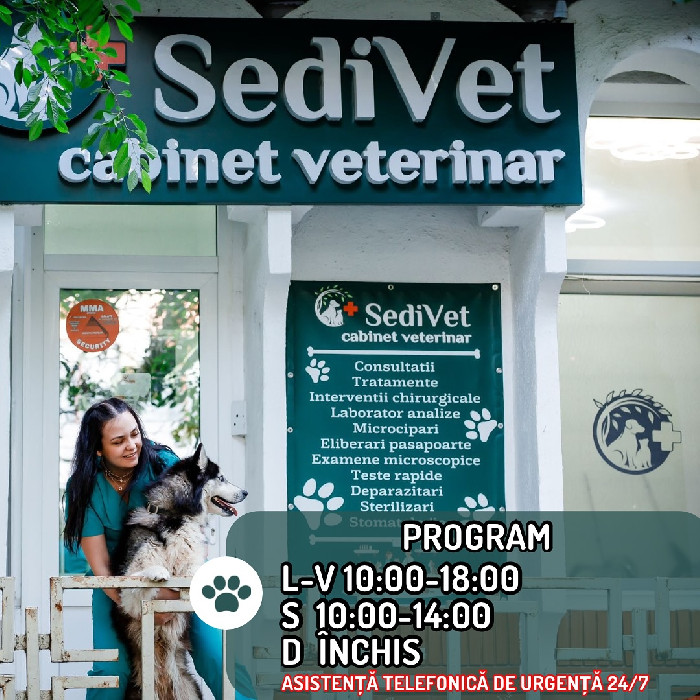 De ce sunt esențiale controalele veterinare regulate pentru animalele ...